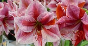 Amaryllis Flower: How to Grow, Plant and Care | Florgeous