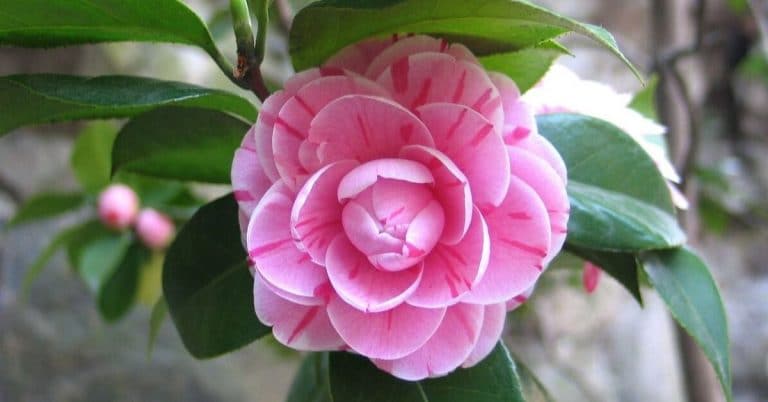 Camellia Flower: Facts, Growth, And Plant Care | Florgeous