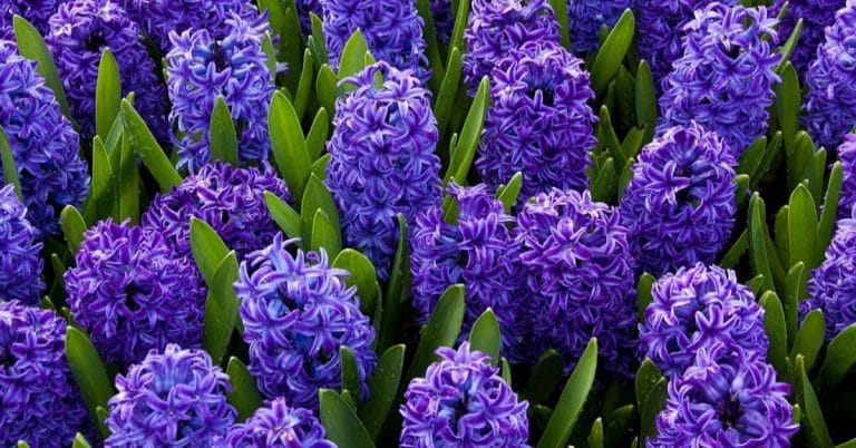 Hyacinths: Facts and How To Grow and Care | Florgeous