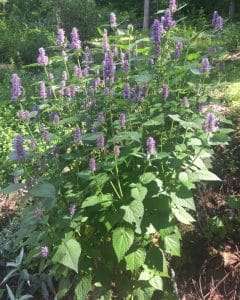 Anise Hyssop: How to Grow, Plant and Care | Florgeous