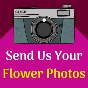 Top 55 Types of Blue Flowers with Names and Pictures | Florgeous