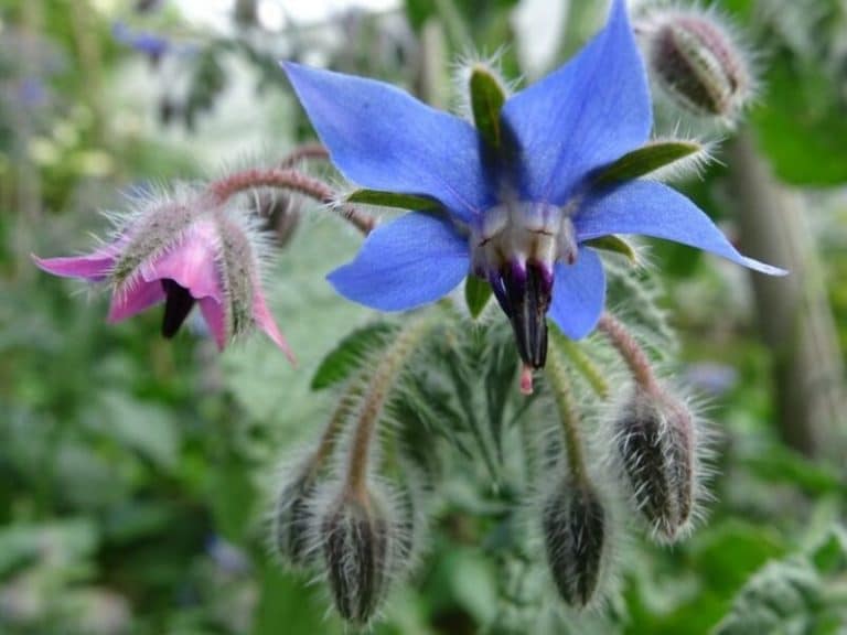 Borage Flower: How to Grow, Plant and Care | Florgeous