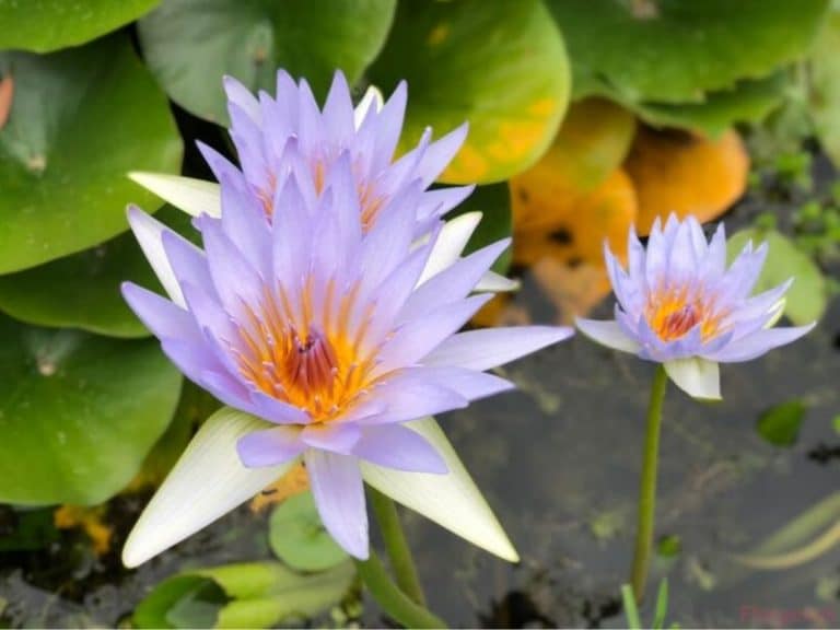 12 Months Of Birth Flowers: Origins, Meanings and Symbolization | Florgeous