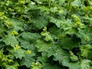 List Of 300 Flower Names A To Z with Images | Florgeous