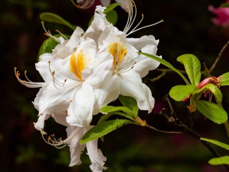 60 Spring Flowers That You Can Grow In Your Garden Today | Florgeous