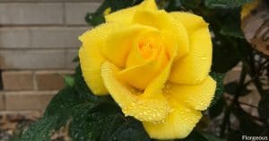 Yellow Roses Meaning, Symbolism and Varieties to Grow | Florgeous