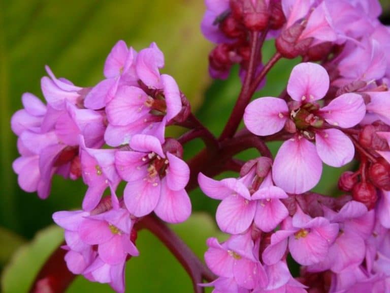Top 55 Beautiful Pink Flowers For Your Garden | Florgeous