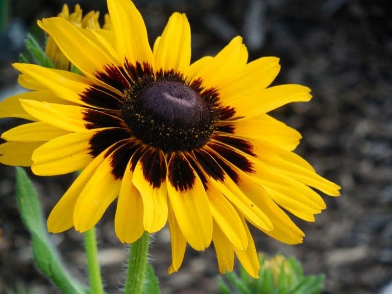 Black Eyed Susan Rudbeckia Hirta How To Grow And Care Florgeous