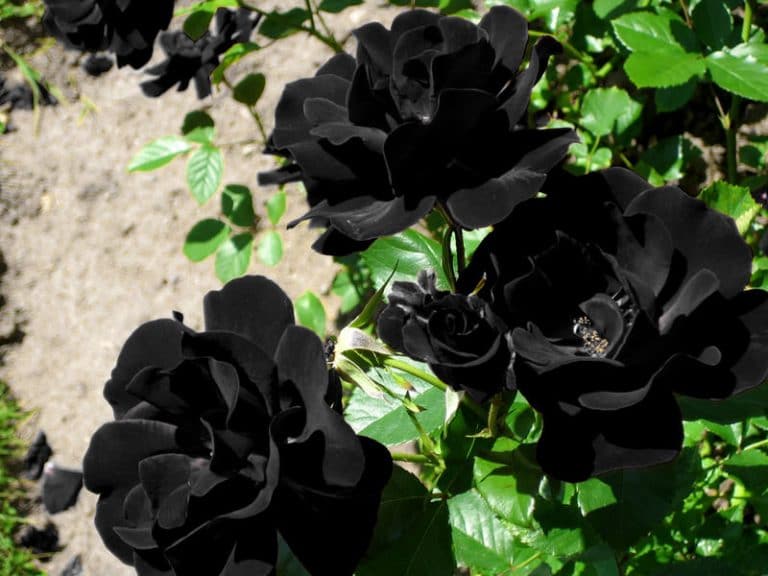 Explore Black Roses Meaning: Do They Exist? | Florgeous