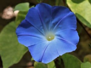 57 Pretty Blue Flowers with Names and Pictures | Florgeous