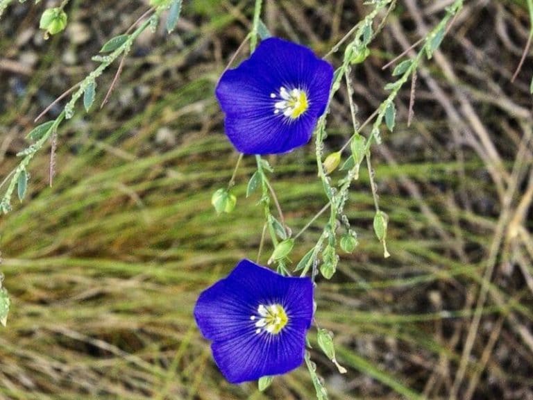 57 Pretty Blue Flowers with Names and Pictures | Florgeous