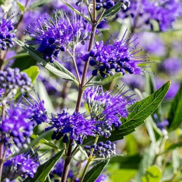 57 Pretty Blue Flowers with Names and Pictures | Florgeous