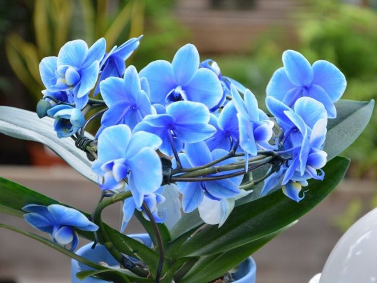 57 Pretty Blue Flowers with Names and Pictures | Florgeous