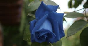 Blue Rose: Origins and Meanings and Facts | Florgeous