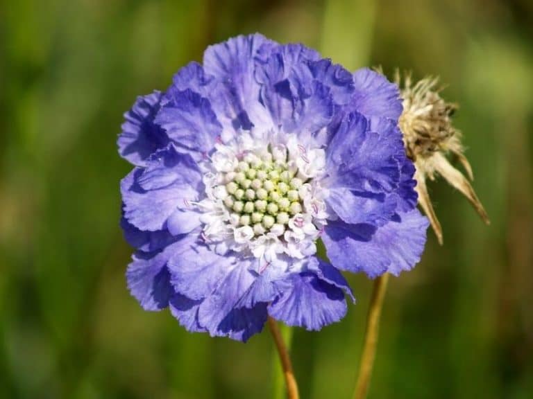 57 Pretty Blue Flowers with Names and Pictures | Florgeous