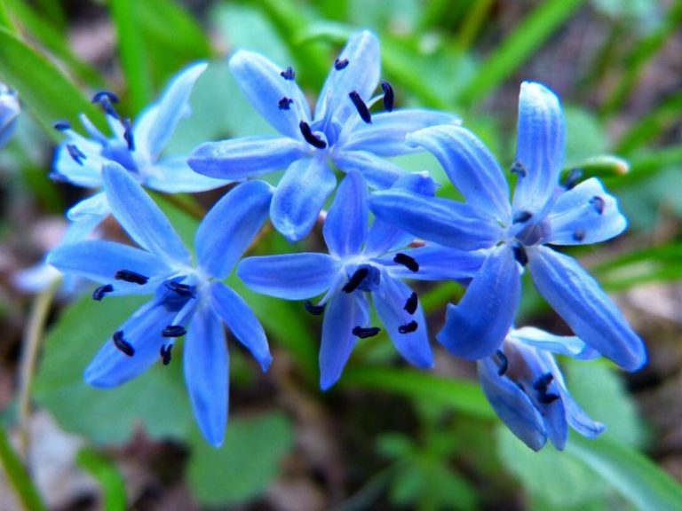 60 Spring Flowers That You Can Grow In Your Garden Today | Florgeous