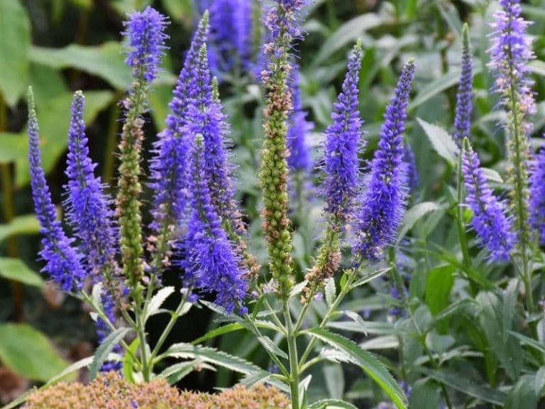 57 Pretty Blue Flowers with Names and Pictures | Florgeous