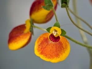 List Of 300 Flower Names A To Z with Images | Florgeous