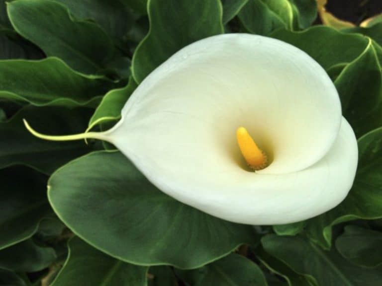 Top 30 Poisonous Flowers and Toxic Plants to Watch Out For | Florgeous