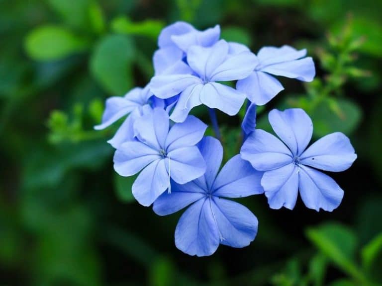 6 Best Snapdragon Companion Plants for Ornamental Gardens | Florgeous