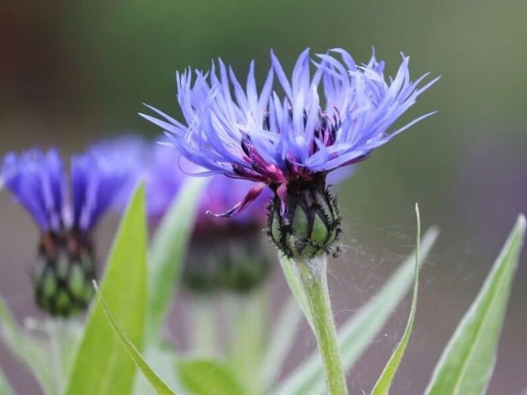 57 Pretty Blue Flowers with Names and Pictures | Florgeous