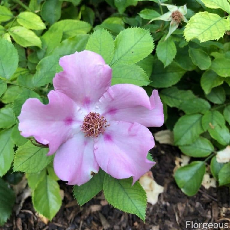 The Different Rose Types: Plant Facts and Images | Florgeous