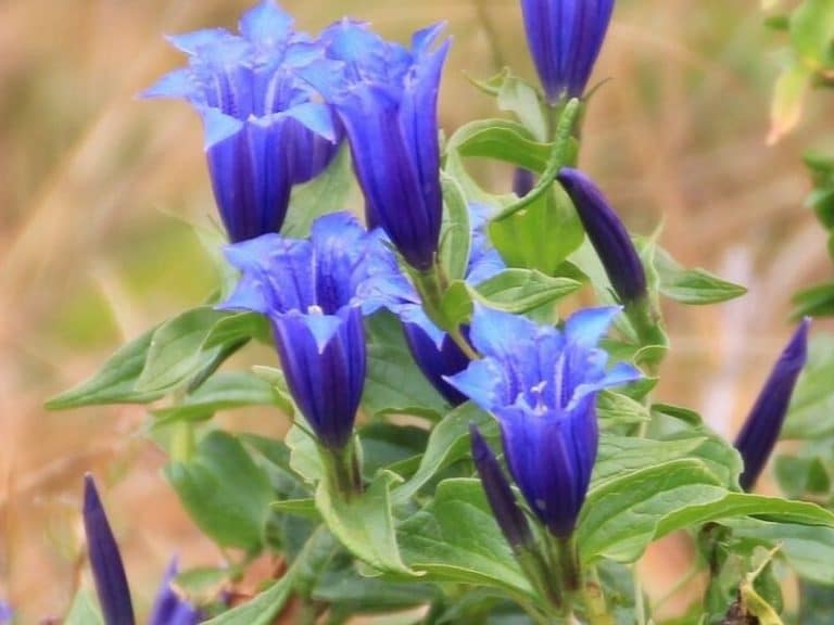 57 Pretty Blue Flowers with Names and Pictures | Florgeous
