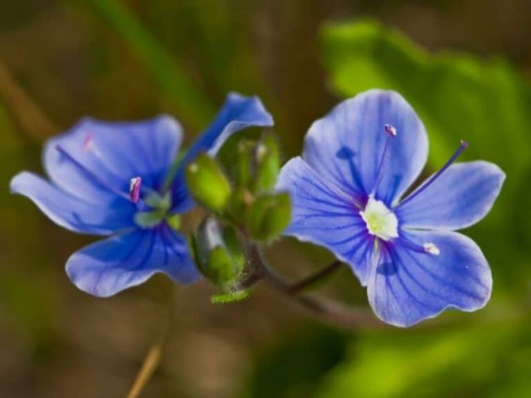 57 Pretty Blue Flowers with Names and Pictures | Florgeous
