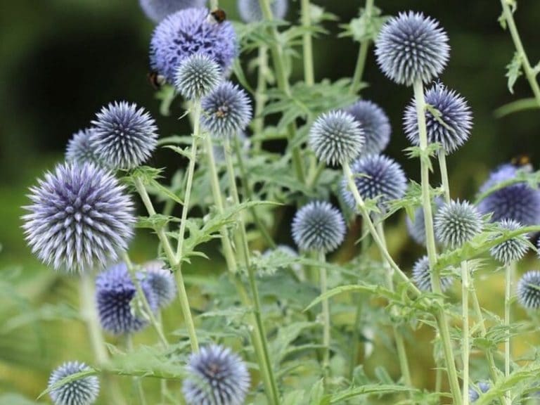 57 Pretty Blue Flowers with Names and Pictures | Florgeous