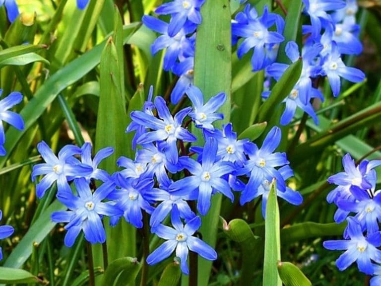 57 Pretty Blue Flowers with Names and Pictures | Florgeous