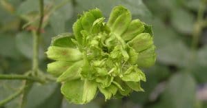 The Peculiar Green Roses: Different Types and Pictures | Florgeous