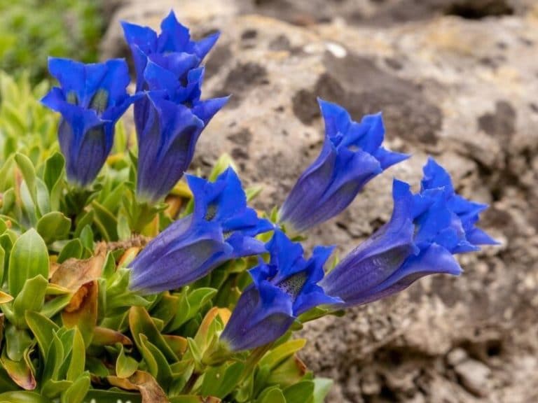 57 Pretty Blue Flowers with Names and Pictures | Florgeous