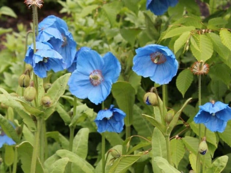 57 Pretty Blue Flowers with Names and Pictures | Florgeous