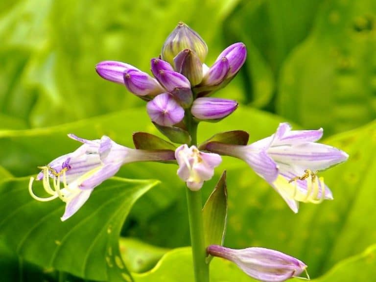 List Of 300 Flower Names A To Z with Images | Florgeous