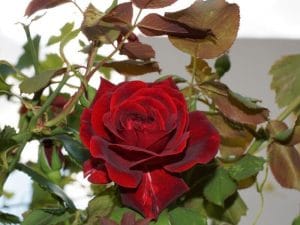 The Different Rose Types: Plant Facts and Images | Florgeous