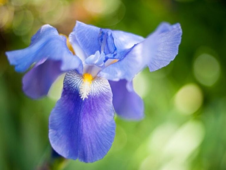 57 Pretty Blue Flowers with Names and Pictures | Florgeous