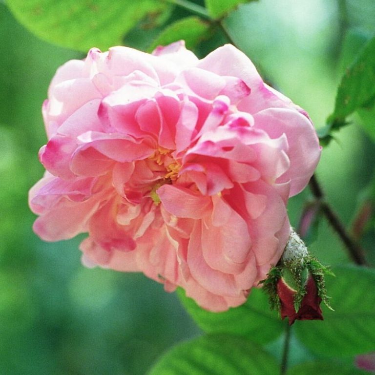 Enchanting Purple Roses: History and Meanings | Florgeous