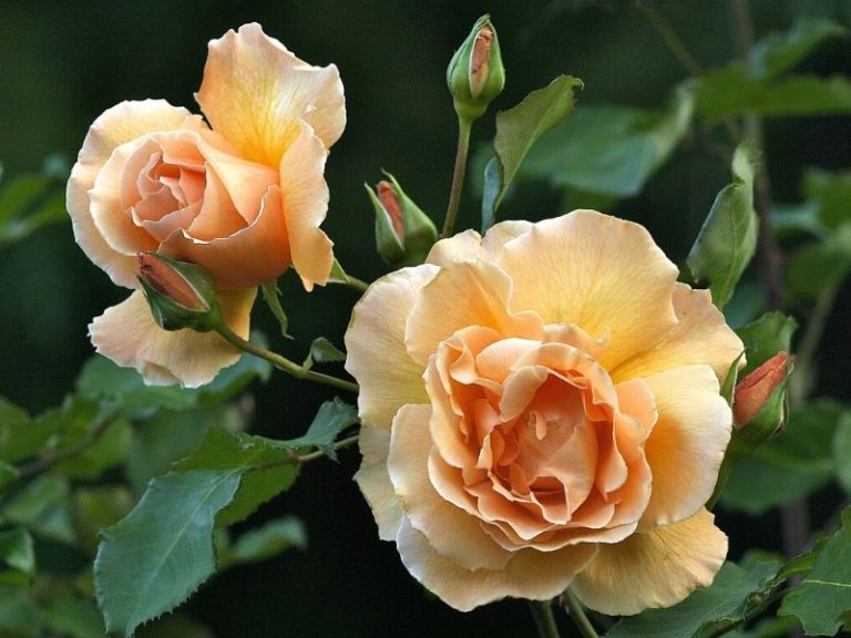 Orange Roses Meaning, Symbolism and Varieties You Can Grow | Florgeous