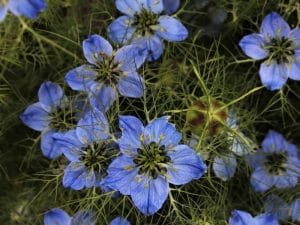 6 Best Snapdragon Companion Plants for Ornamental Gardens | Florgeous