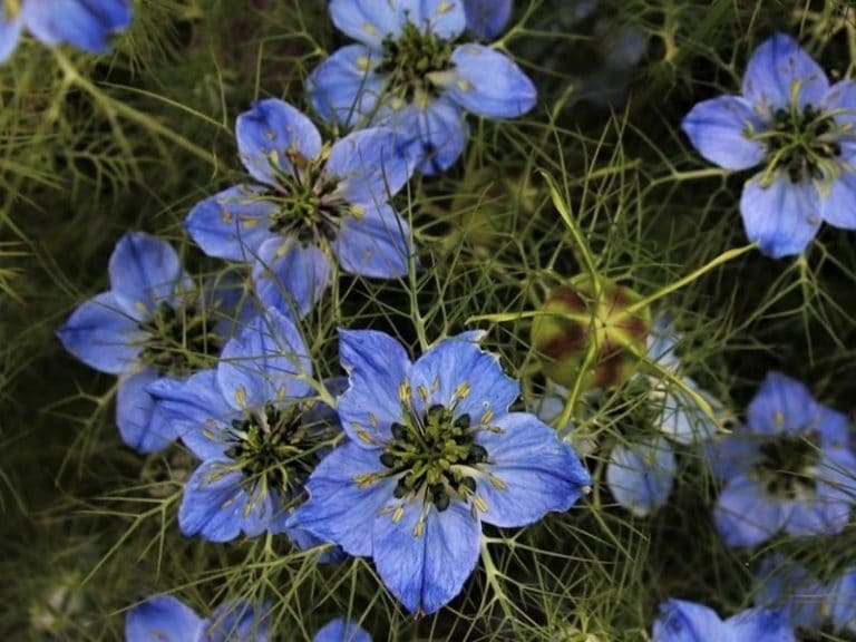 57 Pretty Blue Flowers with Names and Pictures | Florgeous