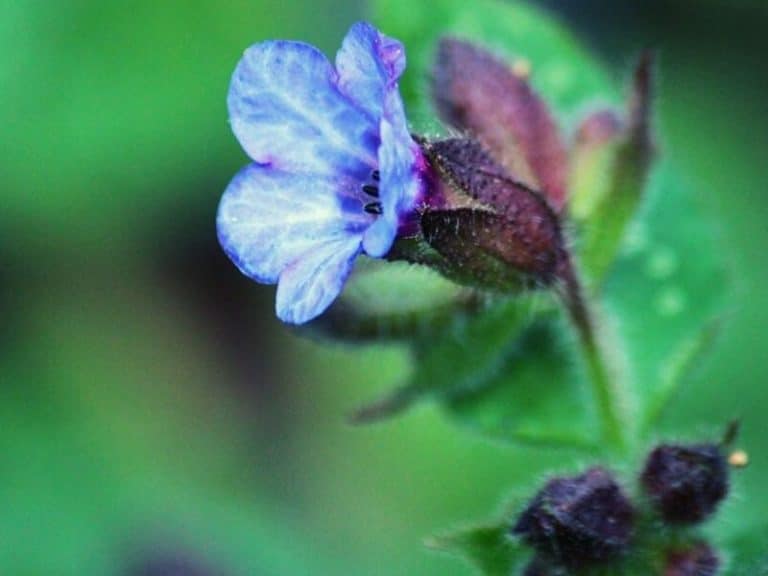 57 Pretty Blue Flowers with Names and Pictures | Florgeous