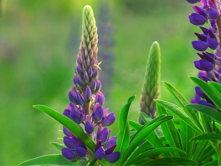 57 Pretty Blue Flowers with Names and Pictures | Florgeous