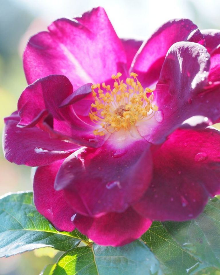 Enchanting Purple Roses: History and Meanings | Florgeous