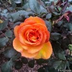 31 Amazing Orange Flowers with Names and Pictures You Should See ...
