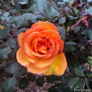 Roses Meaning and Symbolism of Different Colors | Florgeous