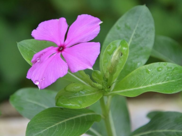 Top 55 Beautiful Pink Flowers For Your Garden | Florgeous