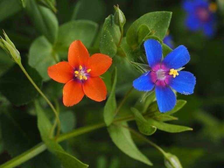 57 Pretty Blue Flowers with Names and Pictures | Florgeous