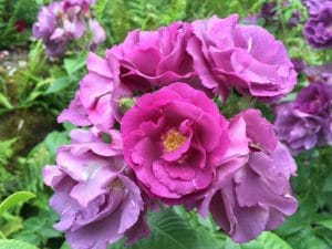 The Different Rose Types: Plant Facts and Images | Florgeous