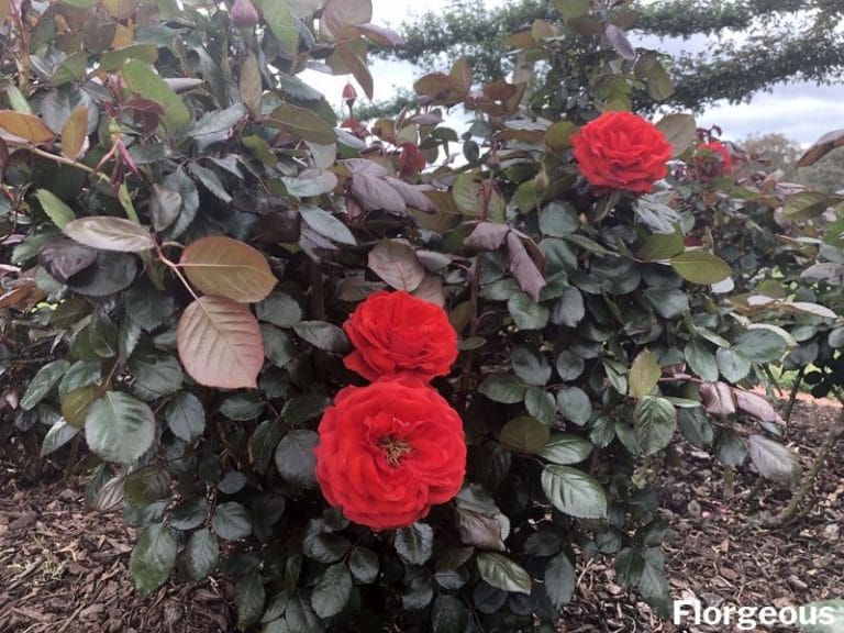 The Different Rose Types: Plant Facts and Images | Florgeous