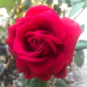 23 Iconic Flowers That Represent Love to Express Your Feelings | Florgeous